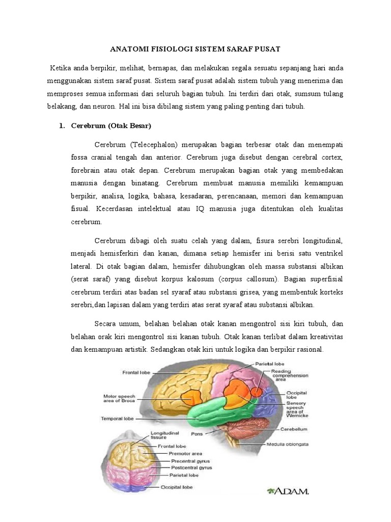 Anatomi Fisiologi Sistem Saraf Pusat | PDF