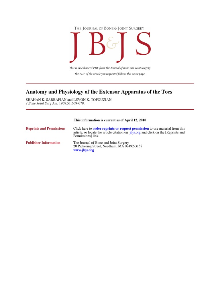 Anatomy of Foot Extensor Apparatus | PDF | Foot | Toe