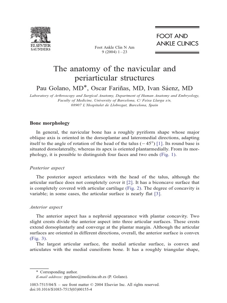 A) The Anatomy of The Navicular and Periarticular Structures PDF | PDF ...