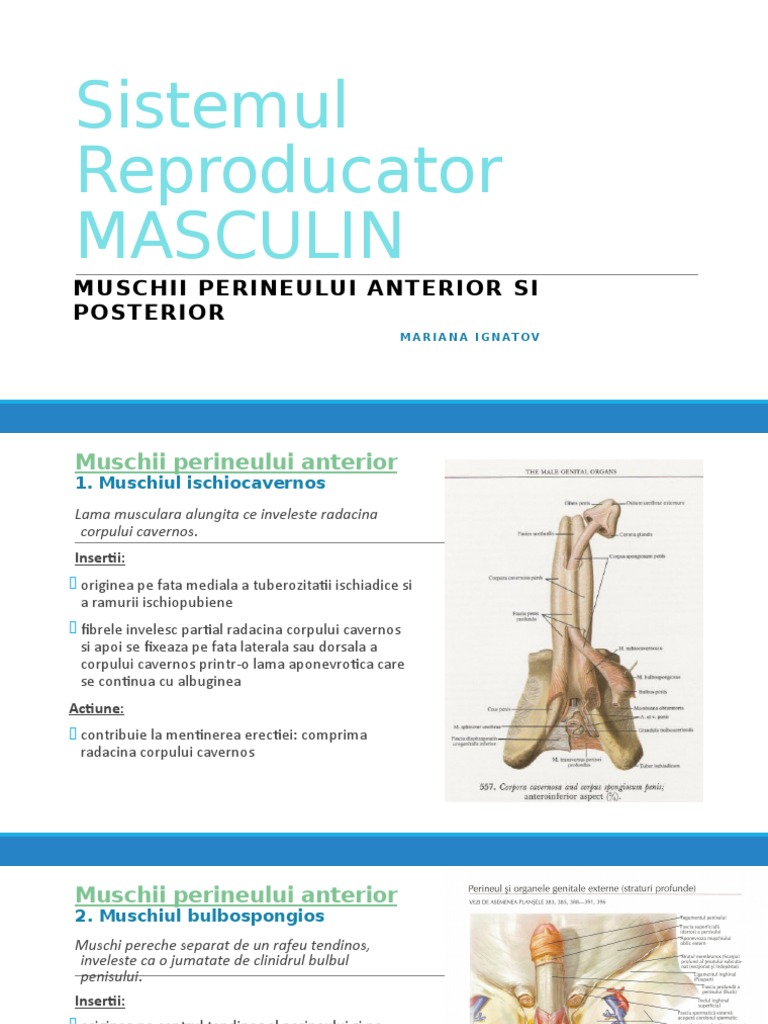 Muschii Perineului Anterior - Odp | PDF