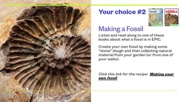 Making A Fossil | PDF