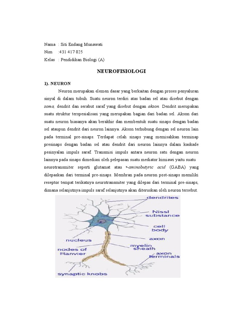 Neurofisiologi: Neuron dan Potensial Aksi | PDF | Pengembangan Diri