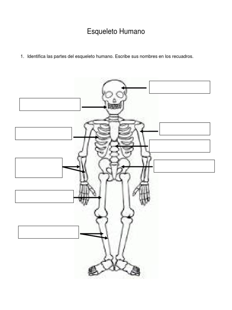 Esqueleto Humano Y Sus Partes