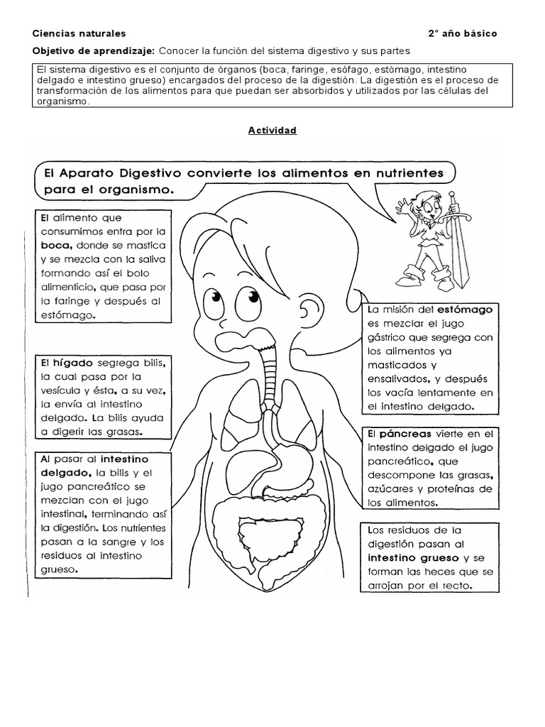 Ciencias Naturales Aparato Digestivo 2 | PDF