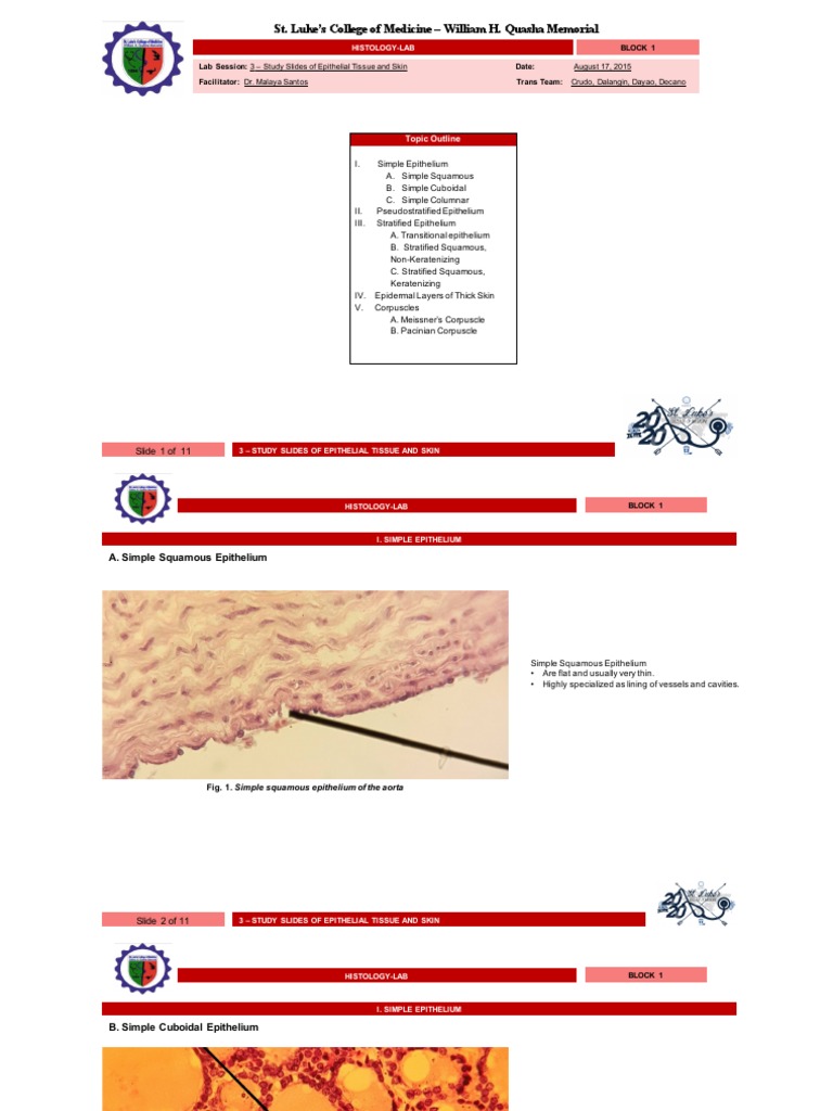 08.17.15 - Histology Lab Epithelial Tissues and Skin Session01 | PDF ...