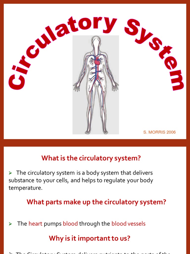 Circulatory System PDF | Download Free PDF | Artery | Blood