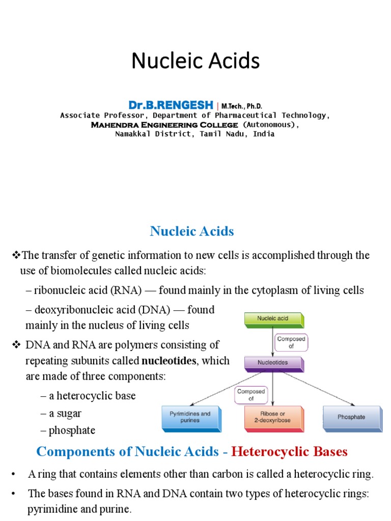Biochemistry - Nucleic Acids | PDF | Rna | Dna