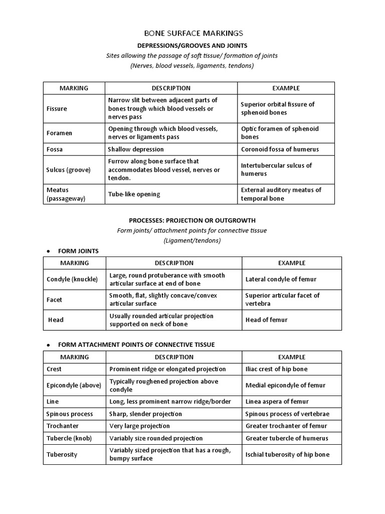 Bone Surface Markings | Download Free PDF | Bone | Vertebra
