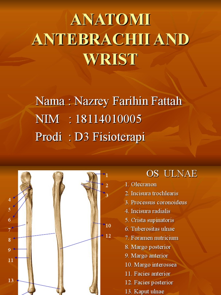 Anatomi Antebrachii | PDF