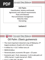 Mpob Grading Manual NEW2 | PDF