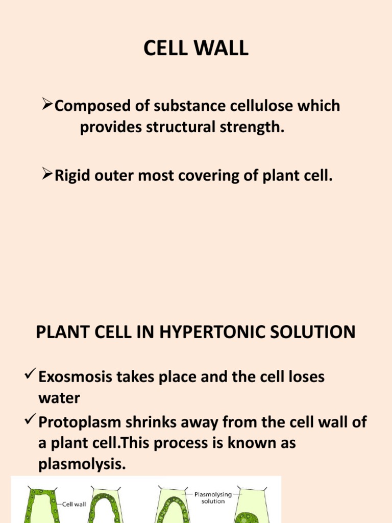 Cell Wall and Nucleus | PDF