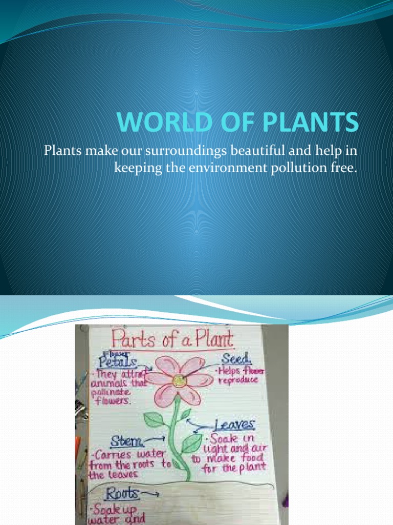 Functions and Importance of Roots | PDF | Leaf | Root