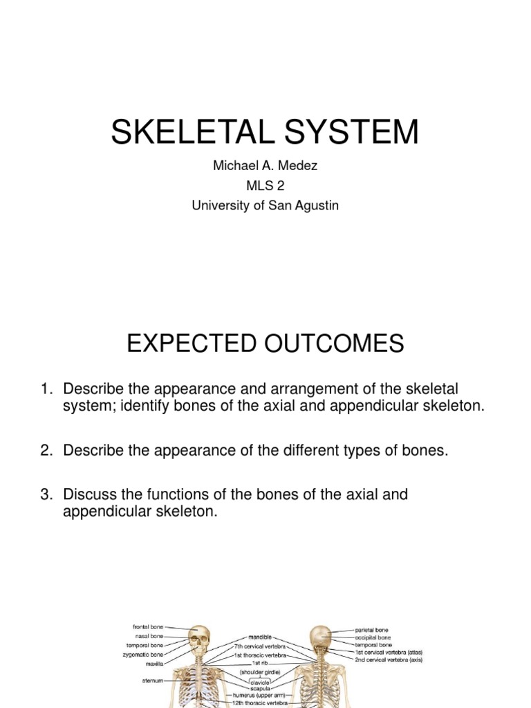 Skeletal System | PDF