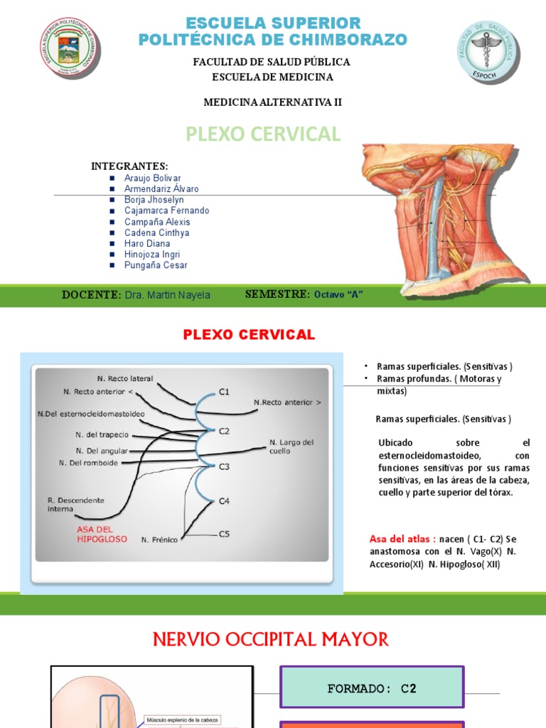 Plexo Cervical | PDF | Tejido suave | Neuroanatomía