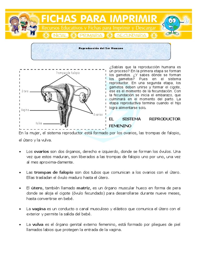 Reproducción Humana para Sexto Grado | PDF | La salud de la mujer ...