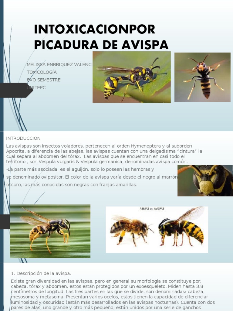 Picadura de Avispa | PDF | Avispa | Alergia