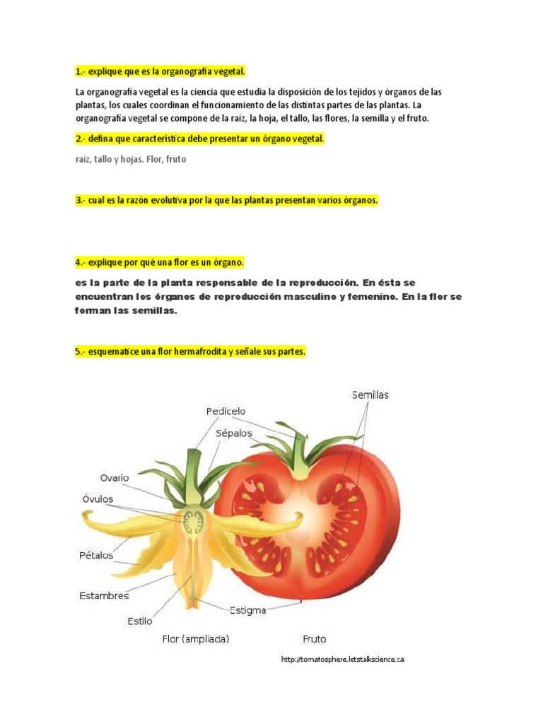 Raíz, Tallo y Hojas. Flor, Fruto | PDF