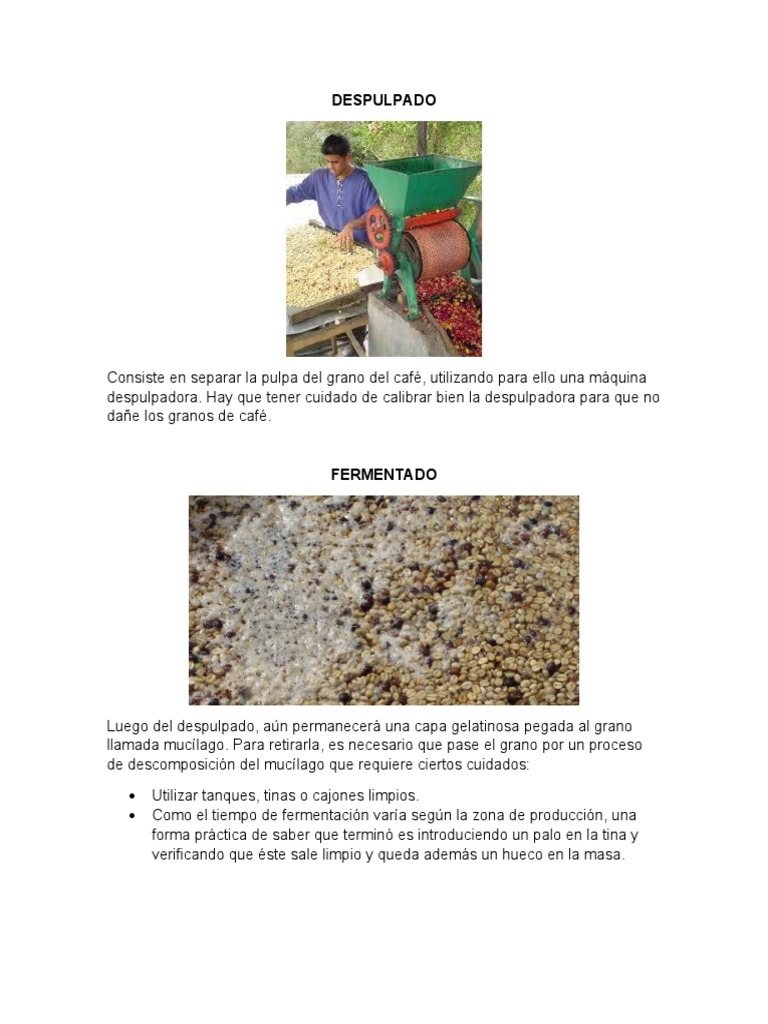Proceso de despulpado del café | PDF | café | Alimentos