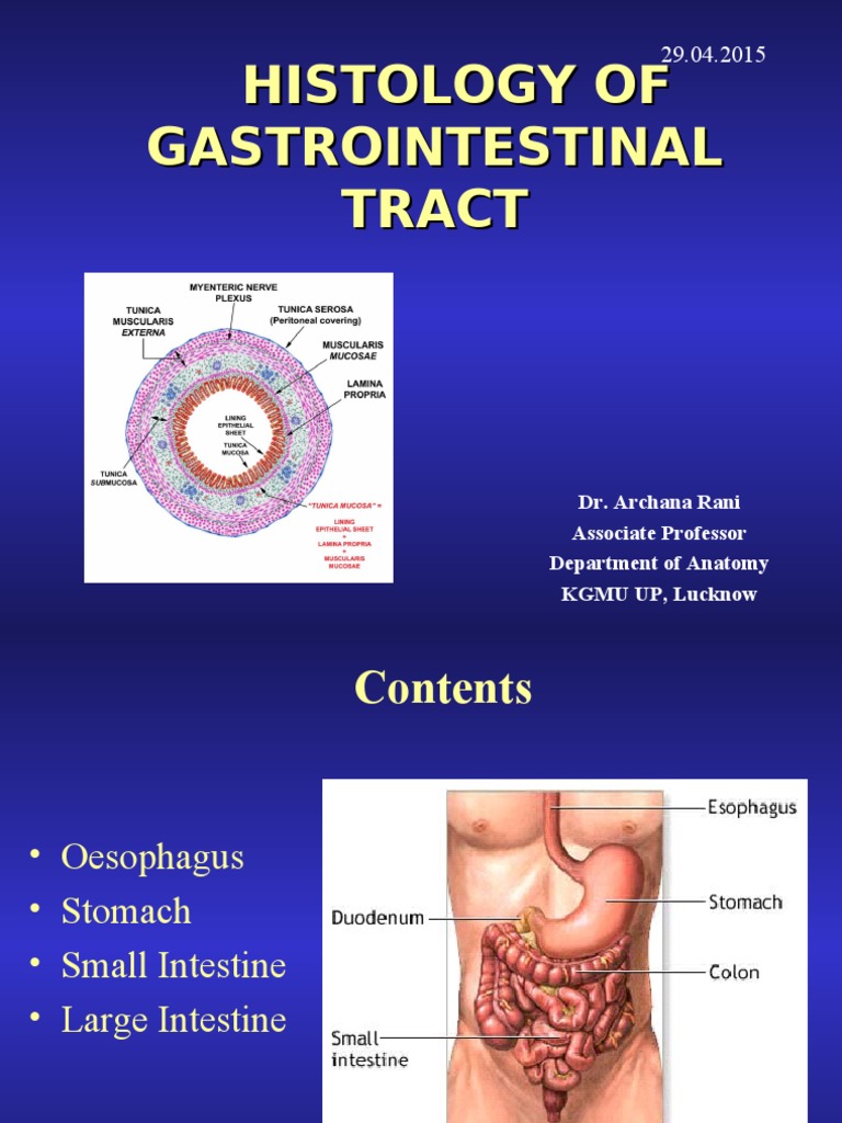 Histology of the Gastrointestinal Tract | PDF | Stomach ...