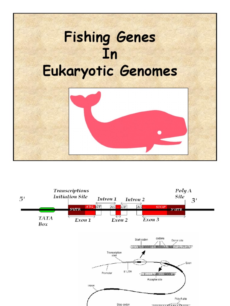 Eukaryotic Gene Prediction | PDF | Alternative Splicing | Rna Splicing