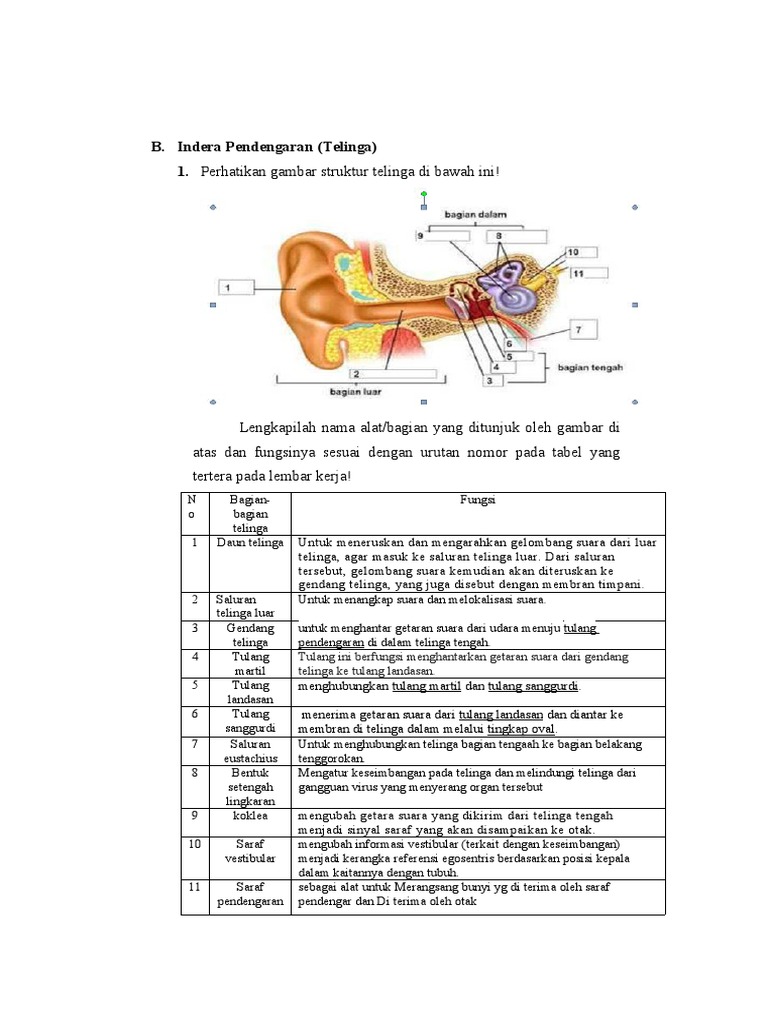 Indera Pendengaran | PDF