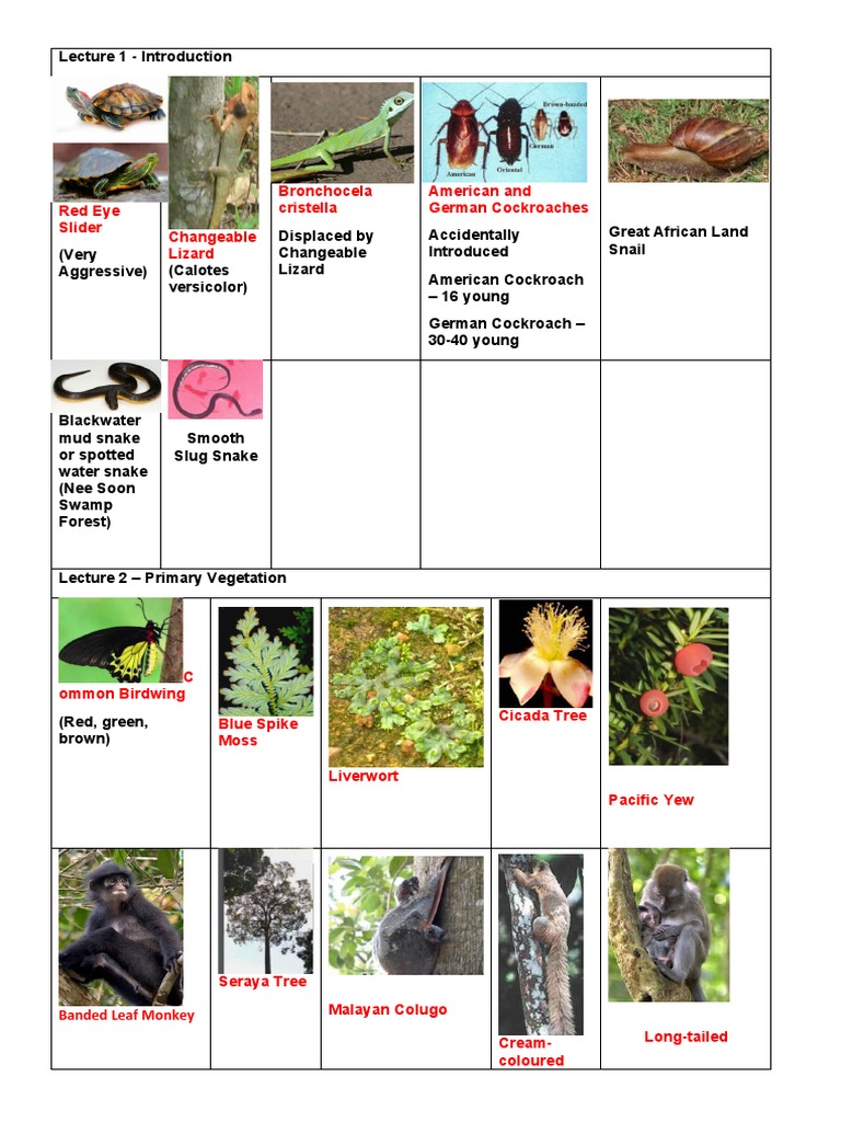 GES Animal Pictures | Download Free PDF | Coral | Crab