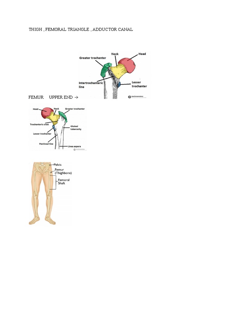 Thigh, Femoral Triangle, Adductor Canal | PDF | Human Anatomy | Limbs ...