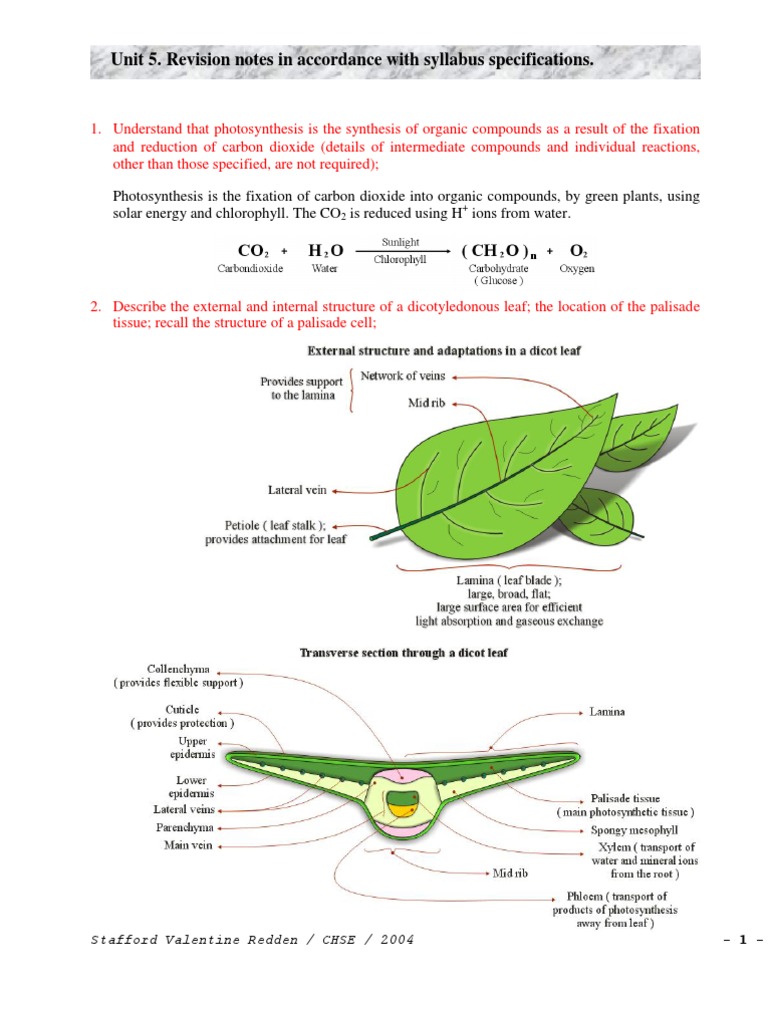 Unit 5 Notes | PDF | Photosynthesis | Chlorophyll