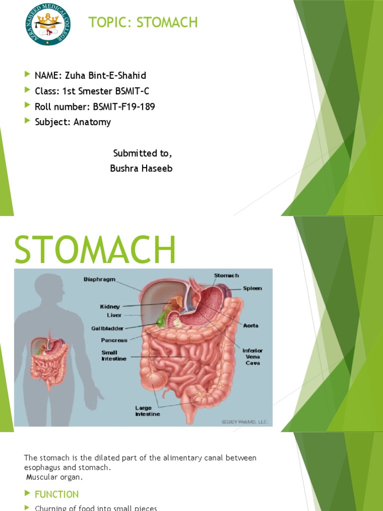 STOMACH | PDF | Stomach | Spleen