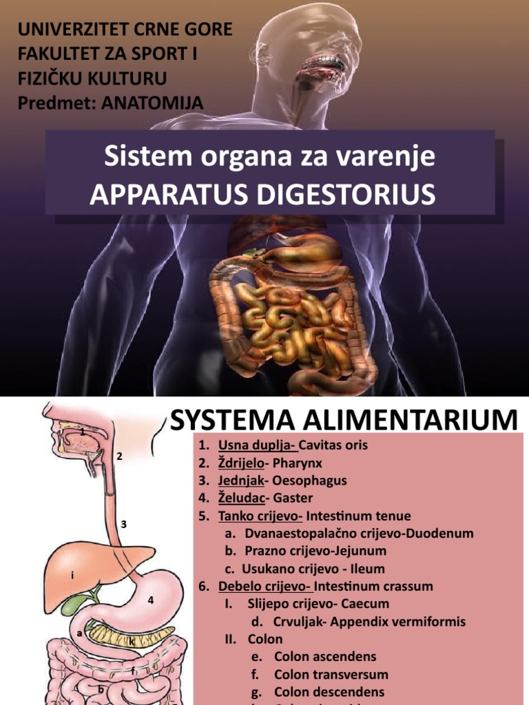 Dif - Digestivni Sistem | PDF