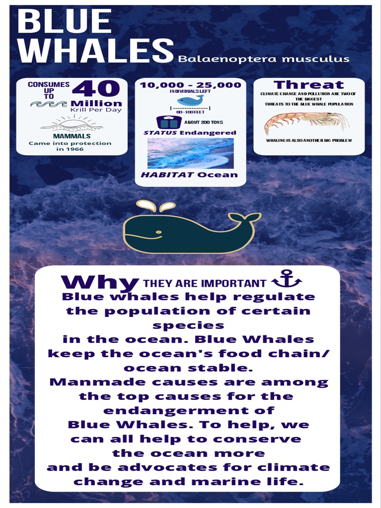 Blue Whale Endangerment Facts | PDF