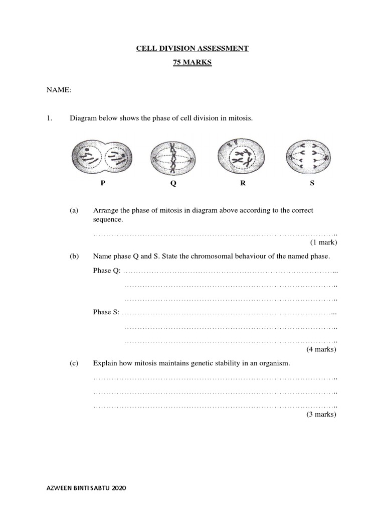 Mitosis and Meiosis Assessment Worksheet | PDF | Mitosis | Reproduction