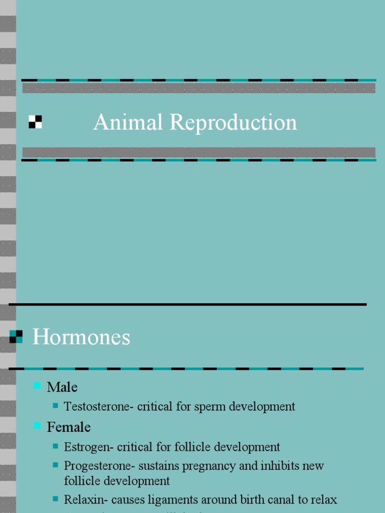 Animal Reproduction | PDF | Reproductive System | Biological Processes