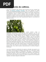 Tipos y características de las hojas | PDF | Hoja | Plantas