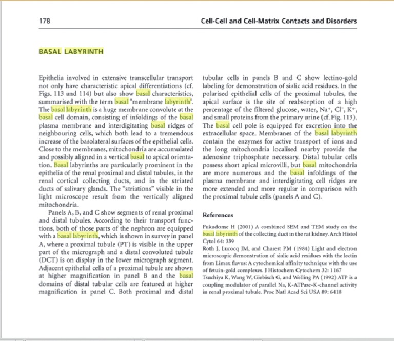 Basal Labyrinth | PDF