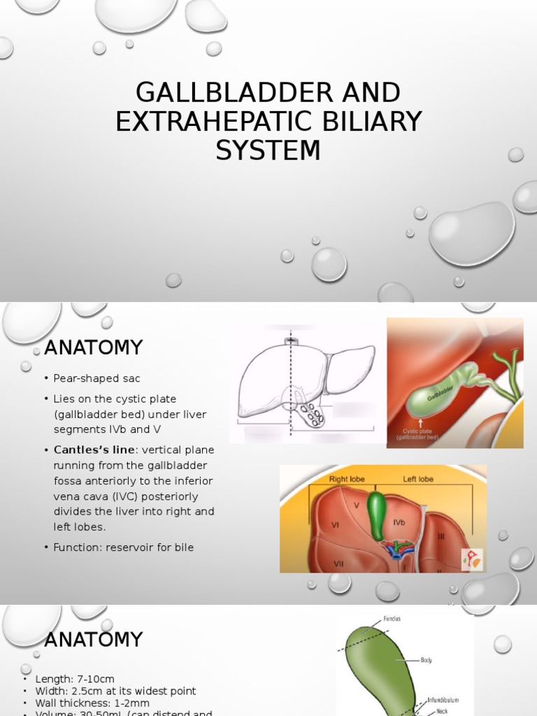 Gallbladder and Biliary System Anatomy | PDF | Gallbladder | Liver