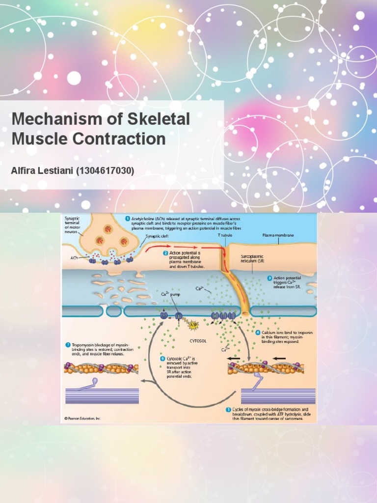 Machanism of Skeletal Muscle Contraction | PDF