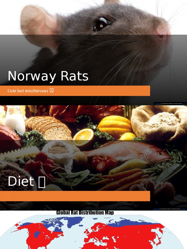 Rats | PDF