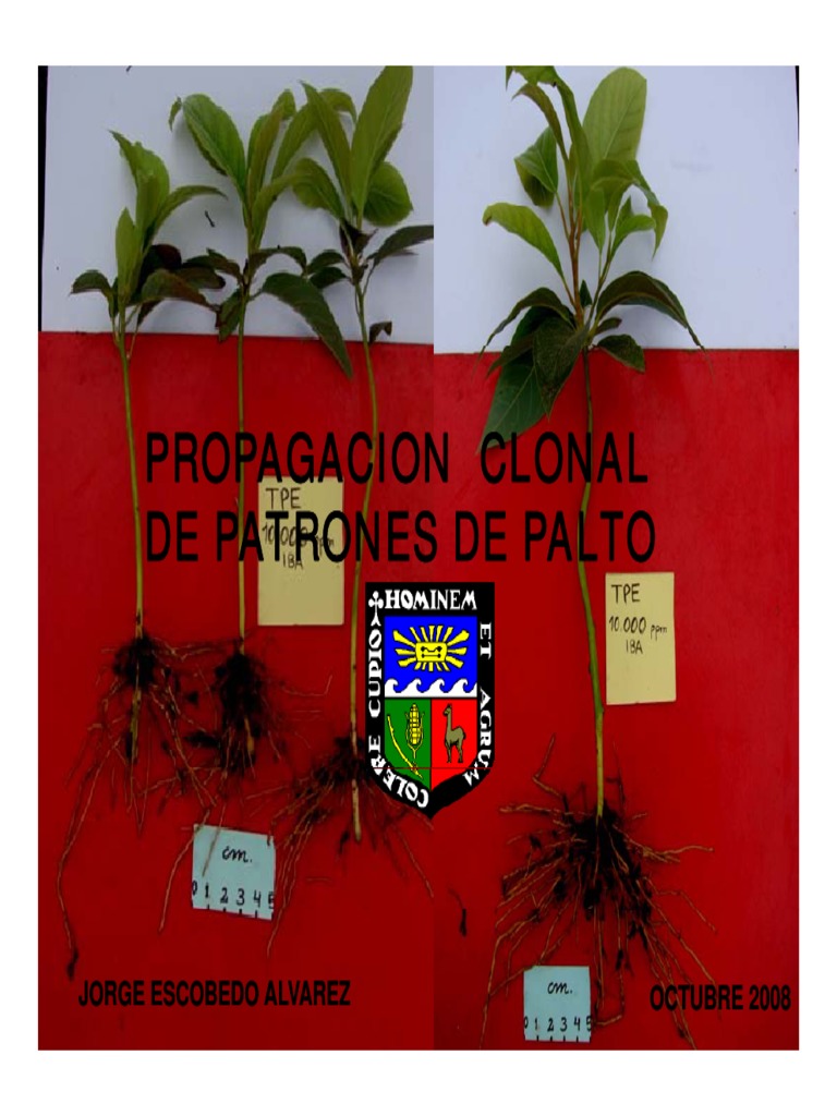 Jorge Escobedo - Propagacion Clonal de Patrones de Paltas | PDF | Injerto | Auxina
