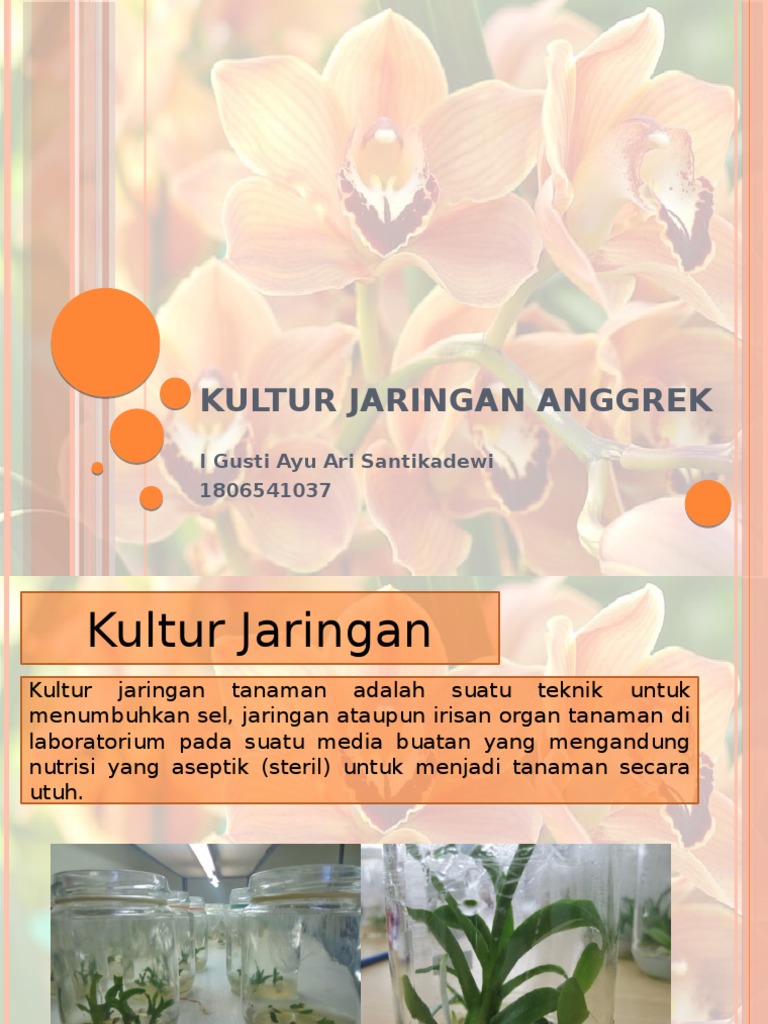 Proses Kultur Jaringan Anggrek In Vitro | PDF