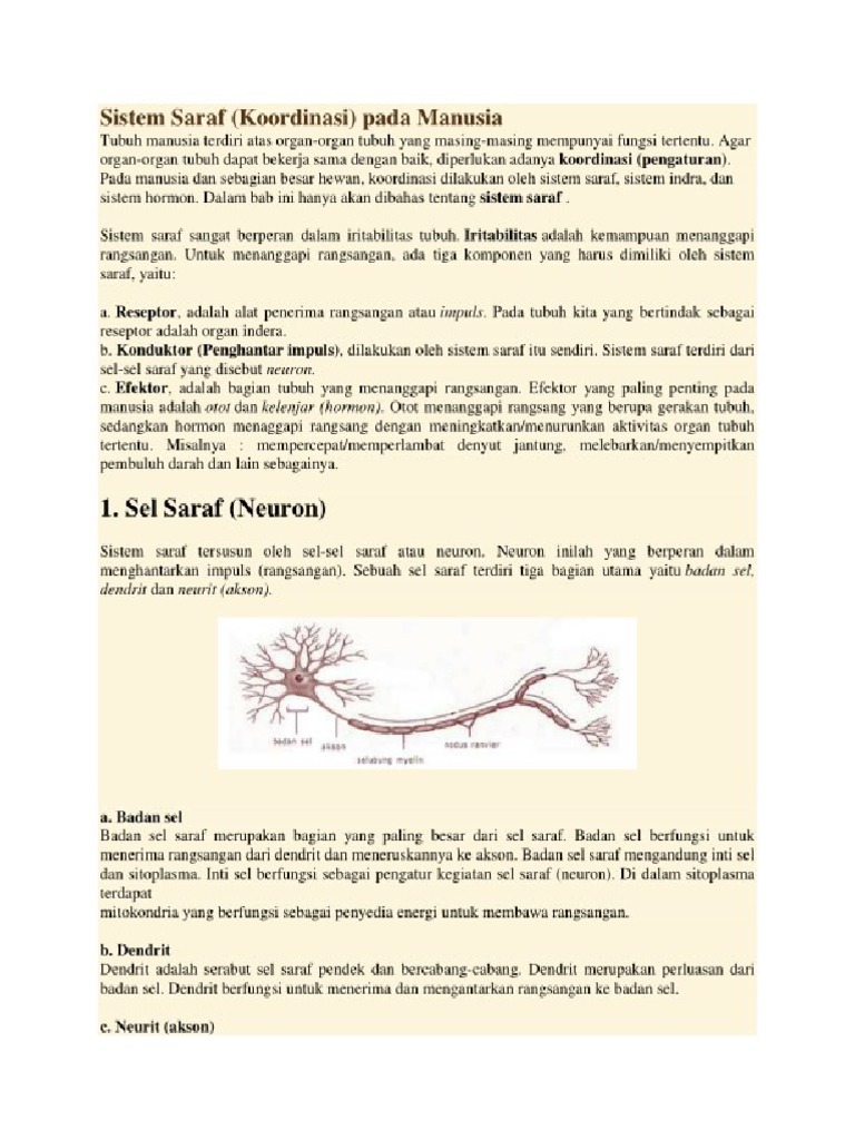 Microsoft Word - Materi Sistem Koordinasi | PDF