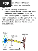 Nervous System Worksheet Guide | PDF | Nerve | Axon