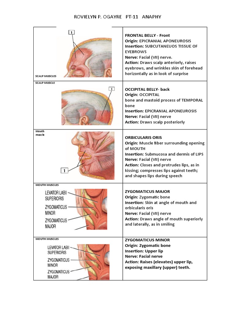 Levator Palpebrae Superioris Origin And Insertion