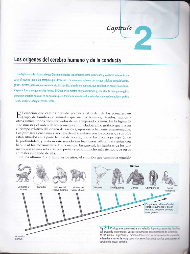 Cap 2 y 3 Kolb | PDF | Homo | Homo Sapiens
