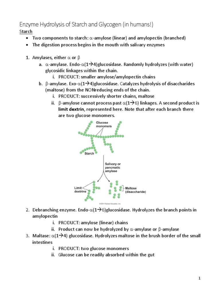 Starch Glycogen Hydrolysis | PDF | Hydrolysis | Starch