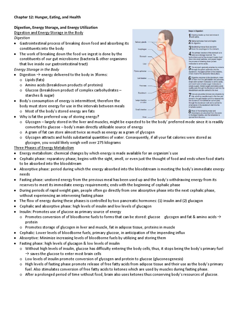 Digestion: Chapter 12: Hunger, Eating, and Health Digestion, Energy ...
