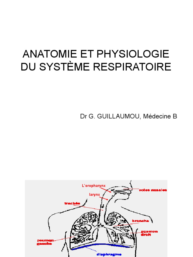 Anatomie Du Système Respiratoire | PDF | Poumon | Système respiratoire