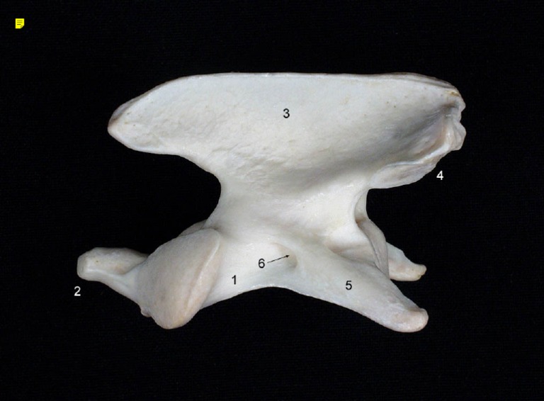 Axis - Canino PDF | PDF