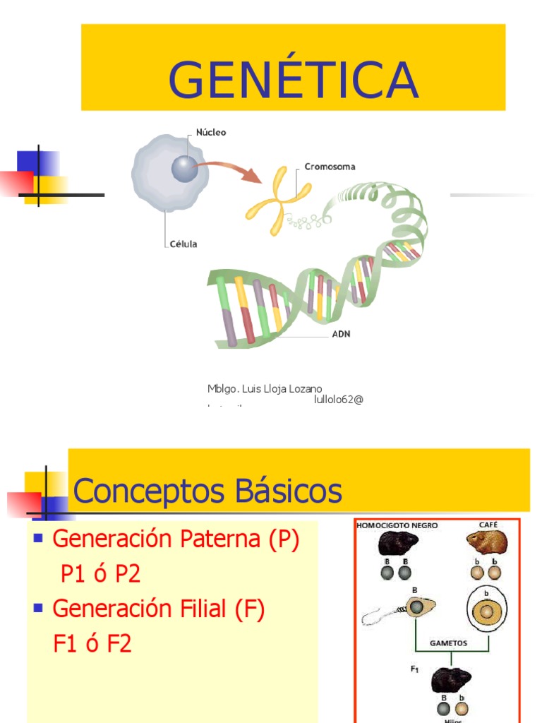 Power Point #4 Genetica y Embriologia - Lloja | PDF | Dominancia ...