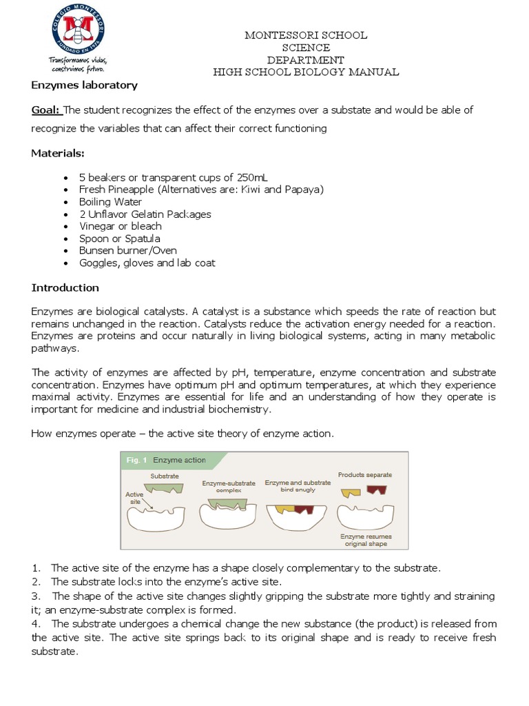 AFL 2 10th - Enzymes Laboratory | PDF | Active Site | Substrate (Chemistry)